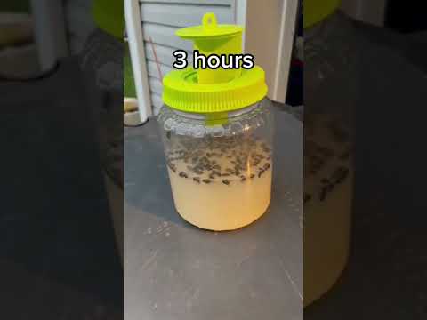 This Fly Trap Is Insane!!