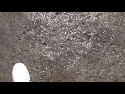 APES - Salt Marsh Video