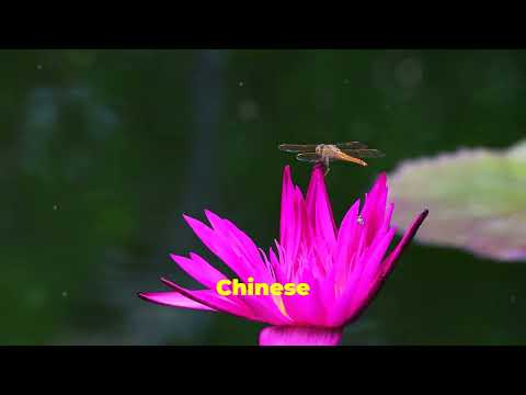The Spiritual Meaning of Dragonflies #spirituality #animalspirits