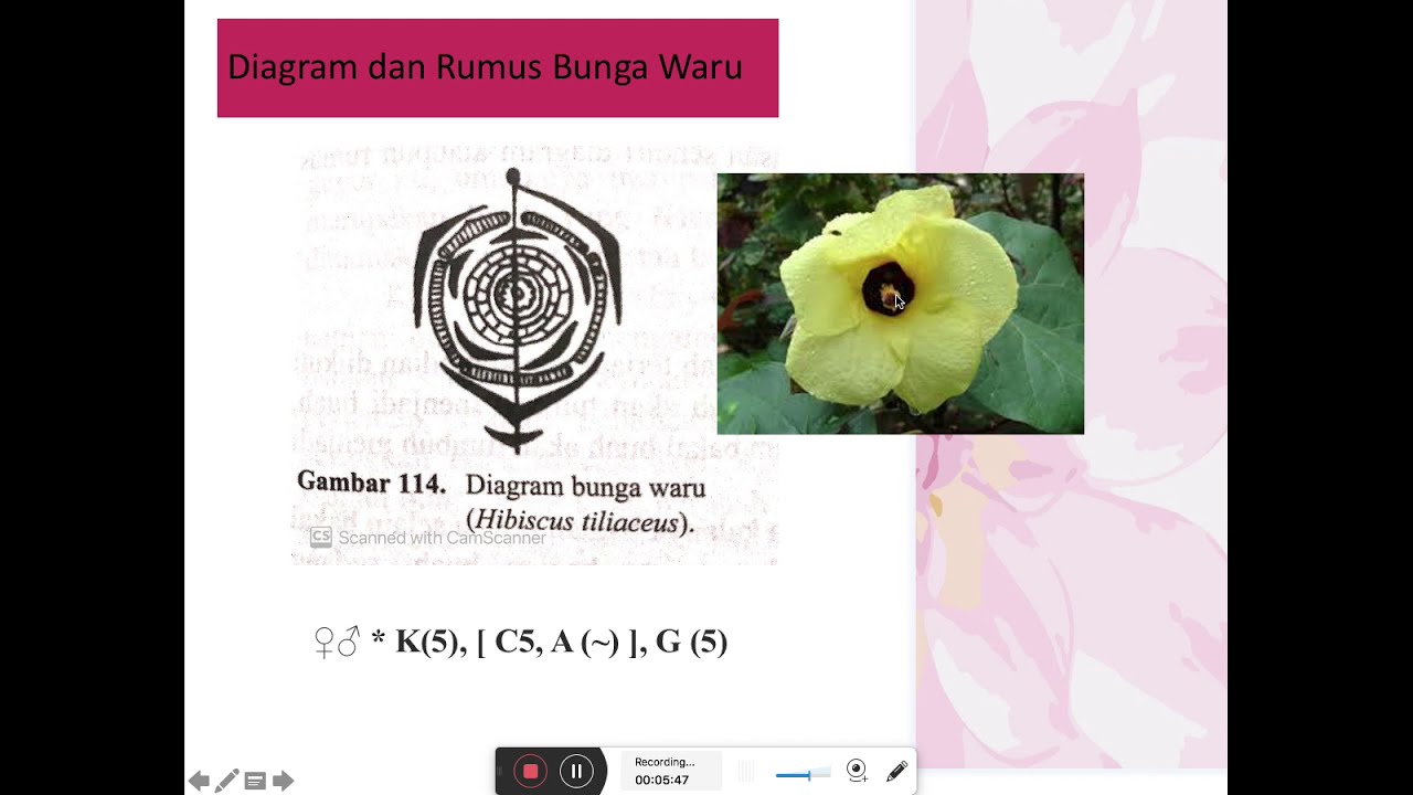 Flower diagram and formula (Root and Flower Morphology Lab)