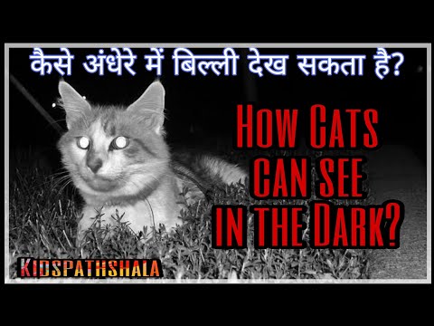 How Cats can See at night or Dark ( Science behind night vision of nocturnal Animals)