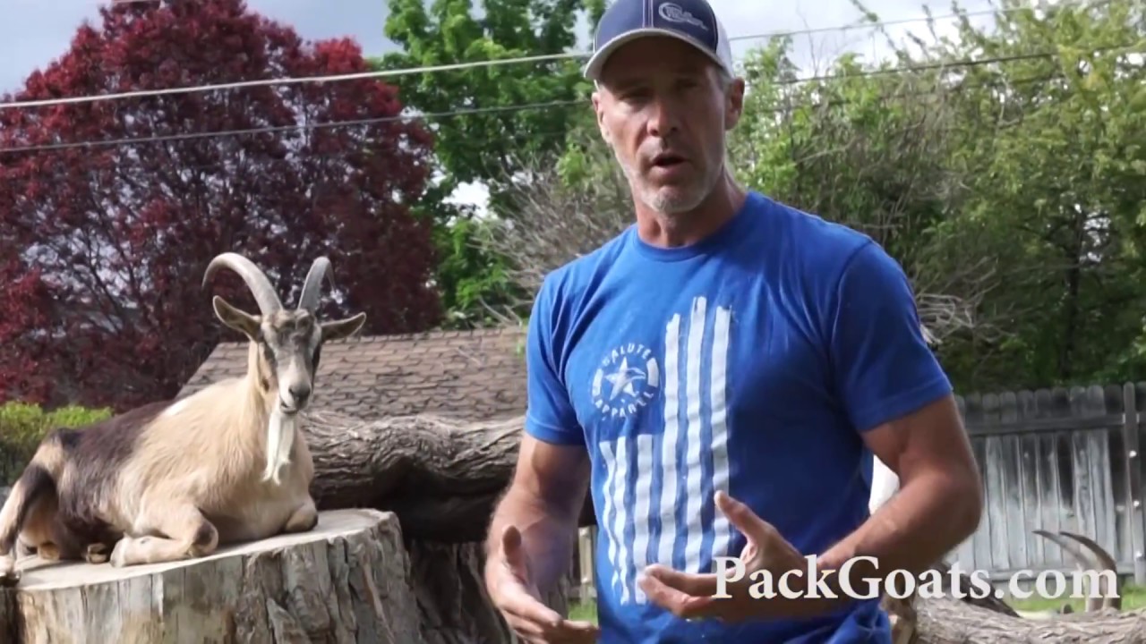 Pack Goat Agility / Play Structure