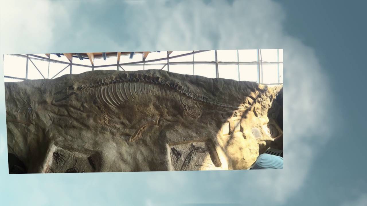NGSS LS4-1  Fossils