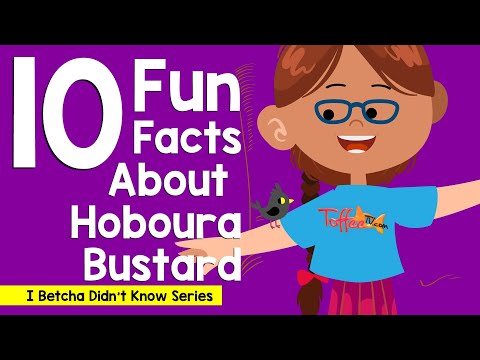 Toffee TV | 10 Facts about the Houbara Bustard | I Betcha Didn't Know | African Houbara | Bird