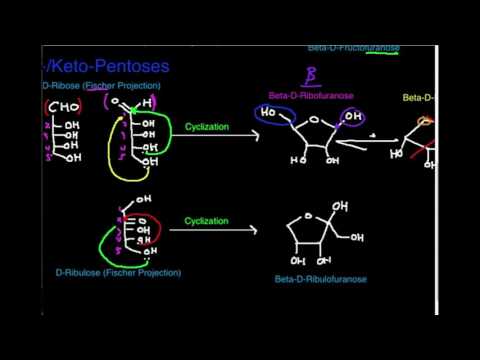Carbohydrate Structure: Aldopentoses and Ketopentoses