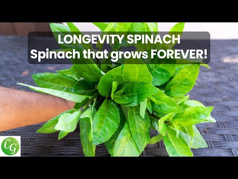 Superfoods! Growing Longevity Spinach (Gynura procumbens) Plus Recipe