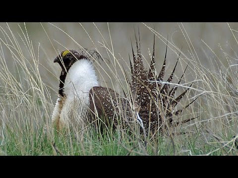 A Look at Saskatchewan's New Grassland Conservation Area