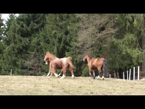 Natural Horsemanship - Leben in der Herde