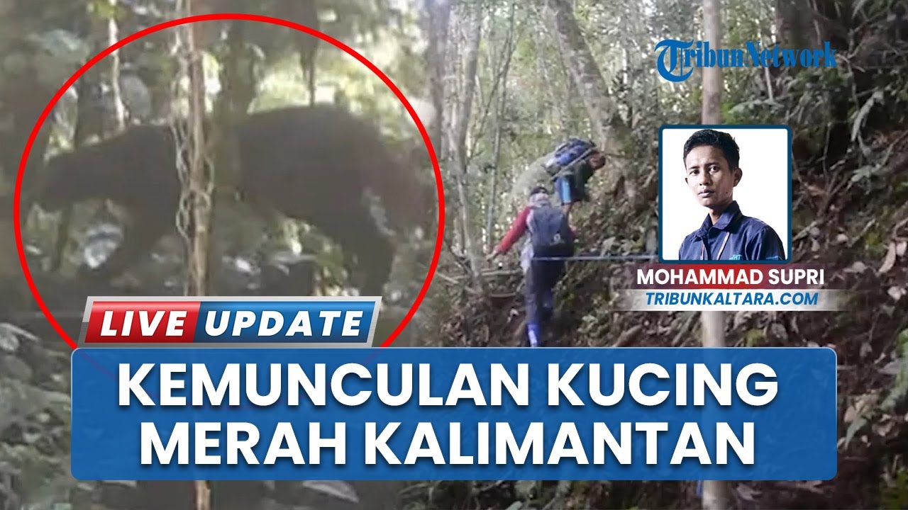 Kali Kedua Kucing Merah Kalimantan Tertangkap Kamera, Satwa Langka ...