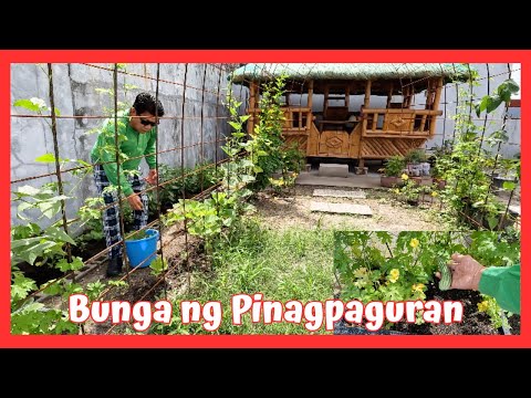 FRUITS OF OUR LABOR. BUNGA NG PINAGPAGURAN. NAKAKAHAPPY. SKY THE YORKIE