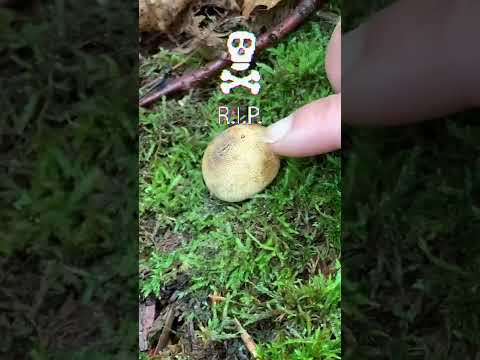 Don't Pick THESE!! Puffball VS Shaggy Mane Mushrooms #mushroomhunting