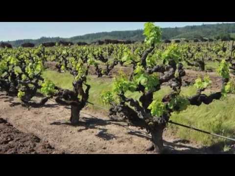 The Geyserville vineyard
