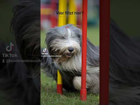 Bearded Collie in Action!