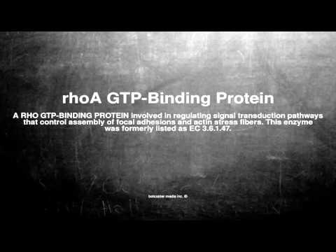 Medical vocabulary: What does rhoA GTP-Binding Protein mean