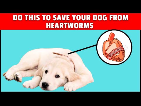How to Treat Heartworms in Dogs FAST 🐶❤️ Vet-Approved Home Guide!