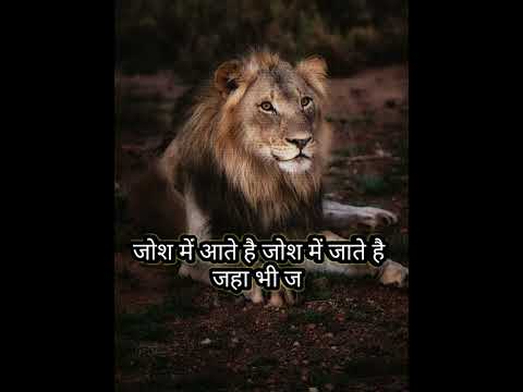 lion status / attitude status / lion shayari / bad boy status / #status#lion