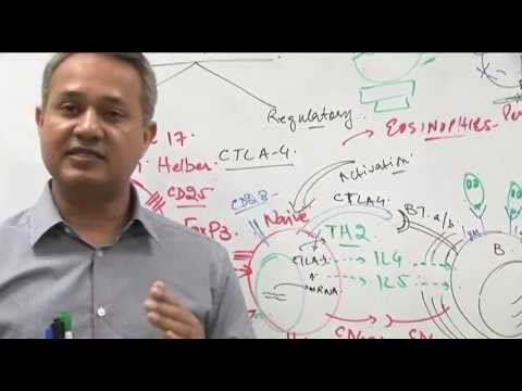 T cell functions. Immunology lecture 10 Part 6