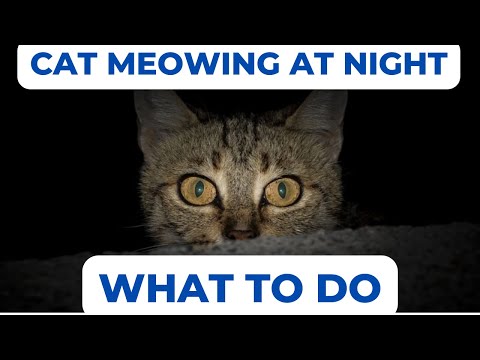 Cat Meowing at Night Reasons and What to Do