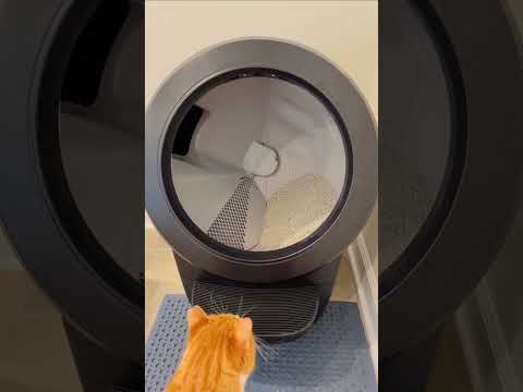 The Whisker Litter-Robot 4 automates what's typically a messy job