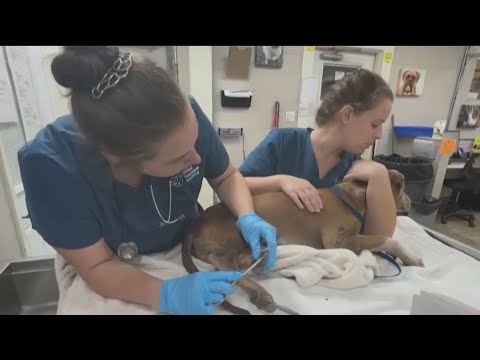 Scammers target lost animal social media posts
