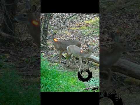 SHOOTING 2 DEER AT ONCE 😤 #hunting #archery #bowhunting #wildlife