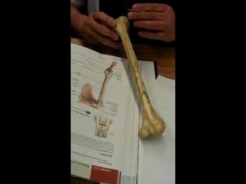 Dr. Valle Teaching the Humerus Bone Markings