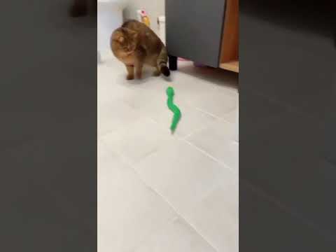 snake versus cat funny video