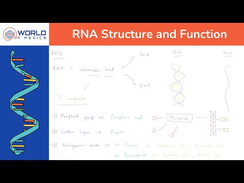 What is RNA? - RNA Structure and Function | Cell Biology