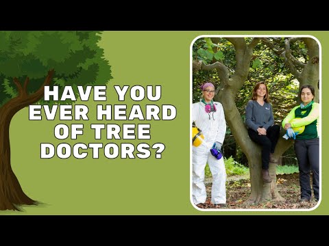 A Day in the Life of an Arborist | Innovation Nation