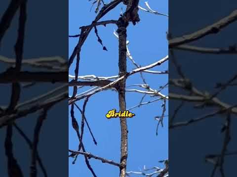 Birding in Arizona 🦃 #wildlife #birding #birdwatching