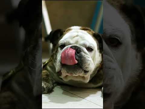 5 Interesting Facts About English Bulldogs