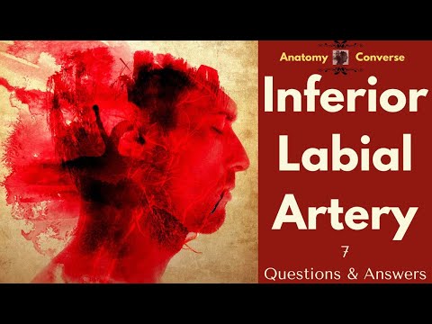 Inferior Labial Artery Anatomy 7 Q&A