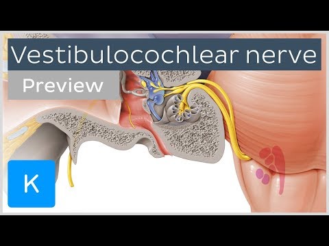 Vestibulocochlear nerve: anatomy and function (preview) - Human Neuroanatomy |Â Kenhub