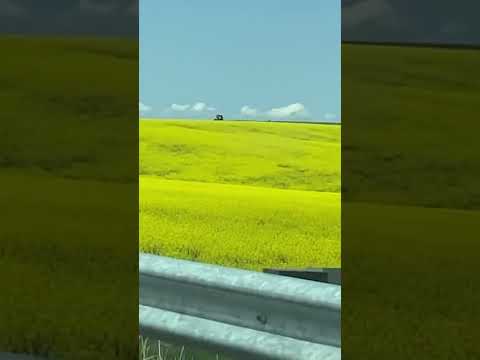 Canola flowers, grown for its seeds, which yield canola oil.