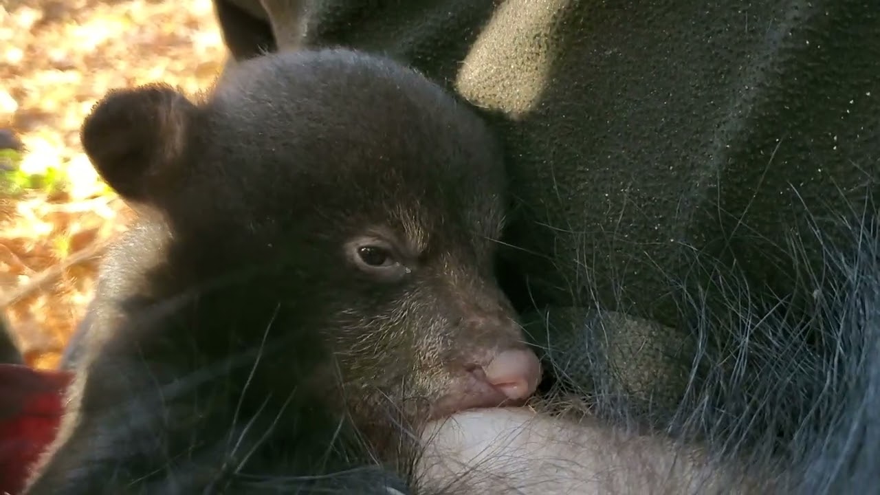 Black bear cub suckling