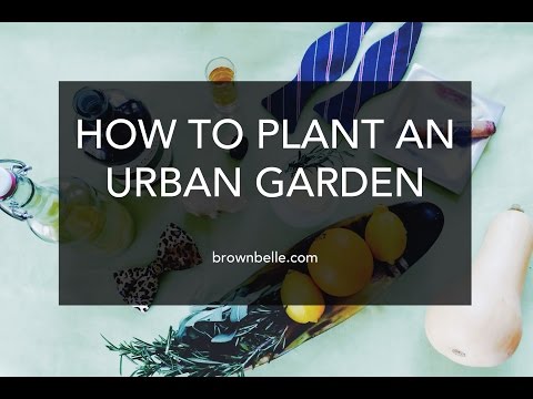 How to Plant an Urban Garden
