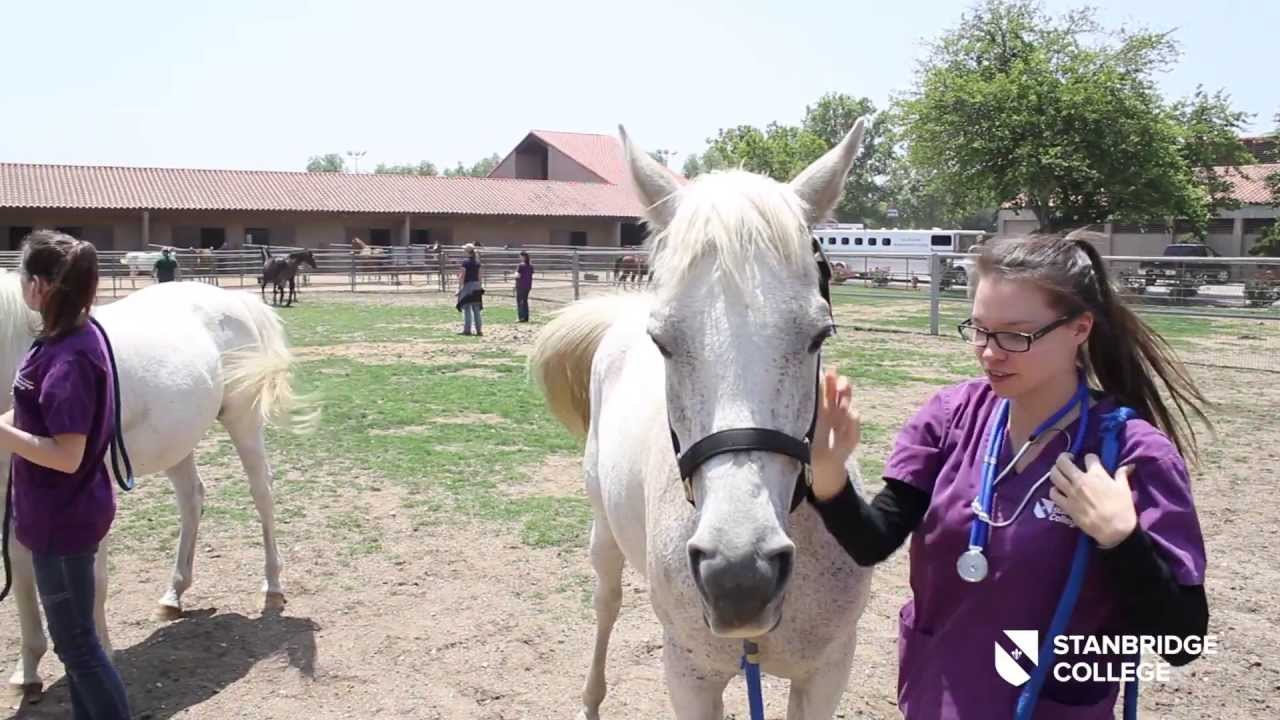 Stanbridge College Veterinary Technology Program