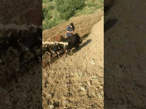 Traditional ploughing,(1)