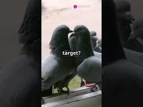 The U.S. Once Tried to Use PIGEONS to Guide Missiles 🐦💣”
