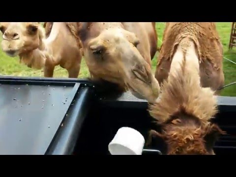 TN Safari Park Camels