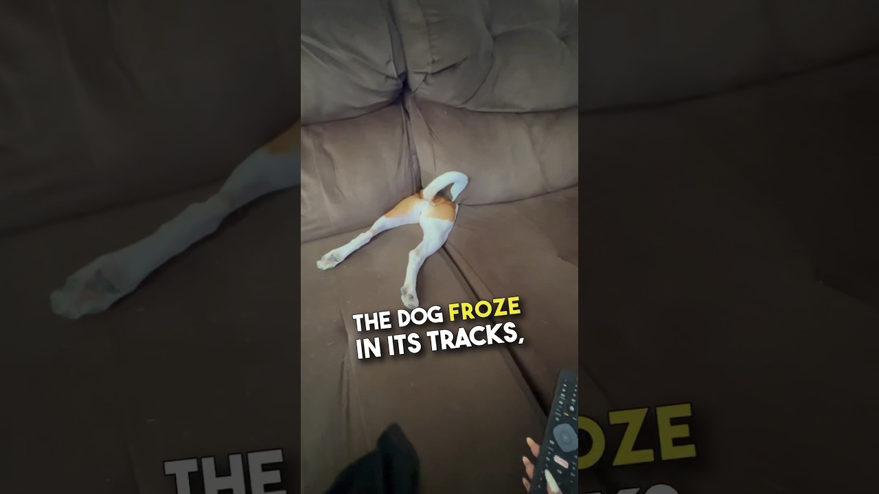 The way she immediately froze 😂❤️ #shorts