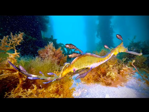 MAGNIFICENT! THE ELUSIVE WEEDY SEA DRAGON - MORNINGTON PENINSULA, AUSTRALIA in 4K