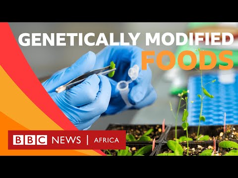 What is genetically modified food? - BBC What's New