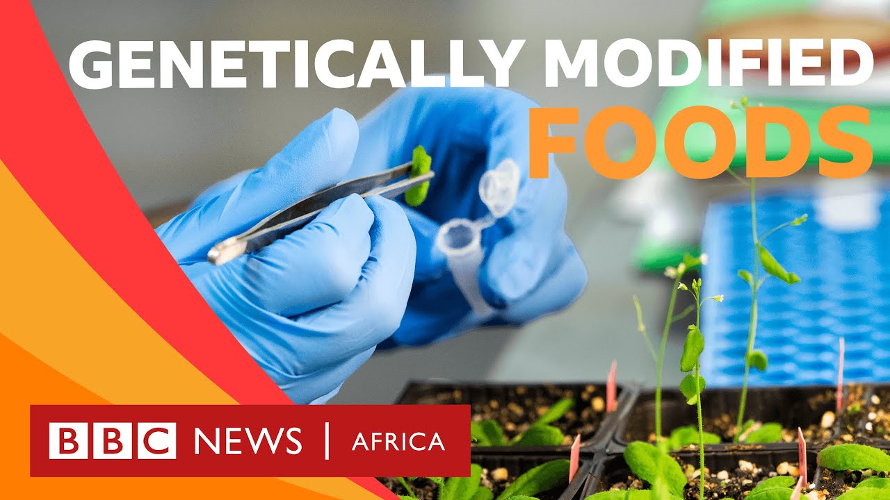 What is genetically modified food? - BBC What's New