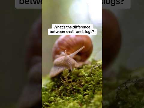 Snails & slugs: What's the difference? #naturepbs #wildlife #animalshorts #slug #snail