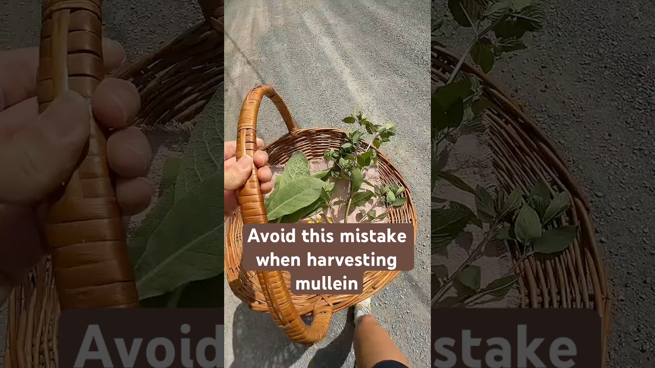 Harvesting mullein for lung health tea? Avoid making this huge mistake!