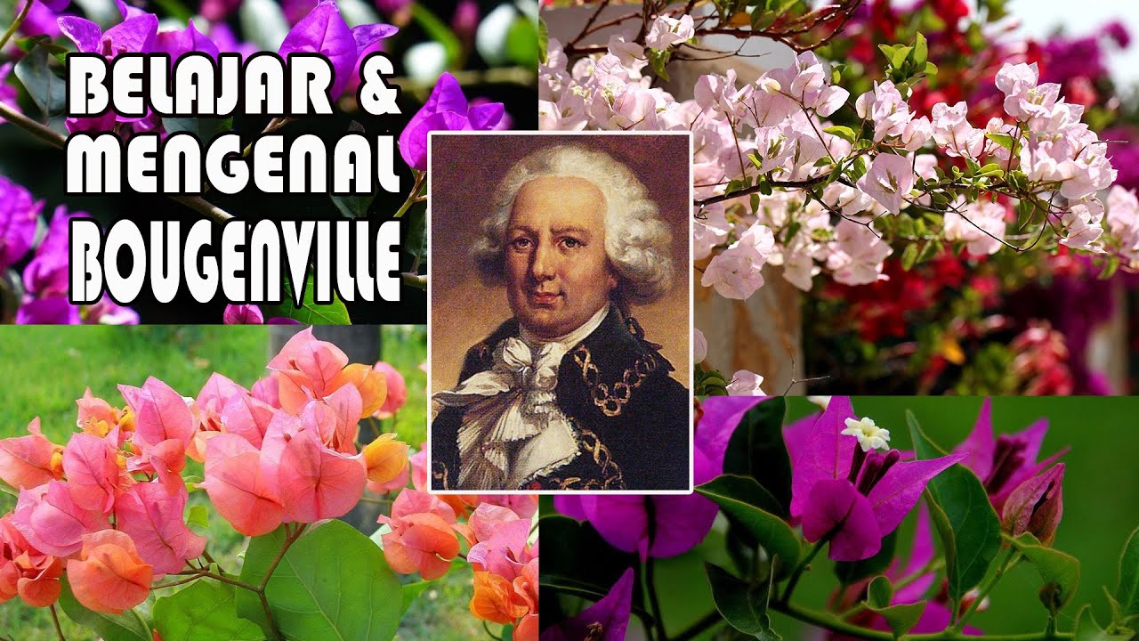 BELAJAR DAN MENGENAL TANAMAN BUNGA BOUGENVILLE (TAKSONOMI DAN MORFOLOGI)