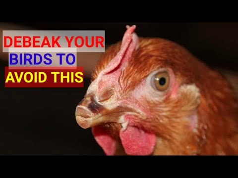 Why do we CUT the chickens' Beaks? #chicken #birds #poultry #farmers #eggs #chicks #farming