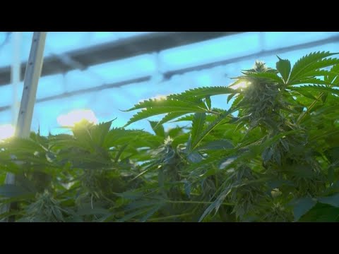 Ohio receives nearly 220 applications for dual-use marijuana licenses