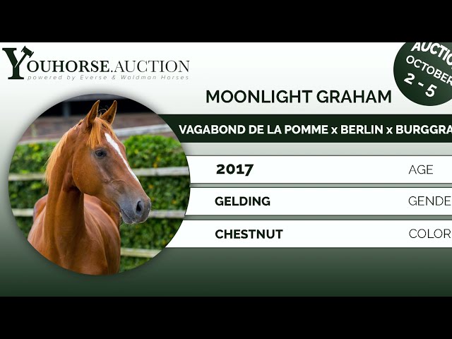 Youhorse.auction | Moonlight Graham W